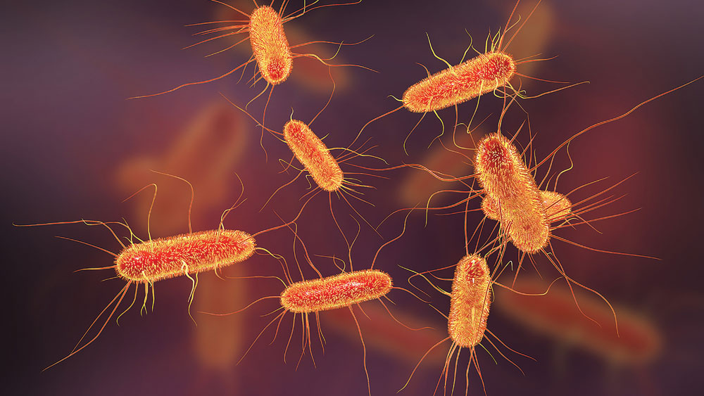 Bacterial Flagella: Molecular Motors Show Masterful Design | The ... Bacterial Flagella: Molecular Motors Show Masterful Design | The ...
